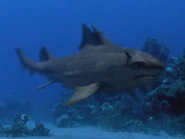 Hybodus | Walking With Wikis | Fandom