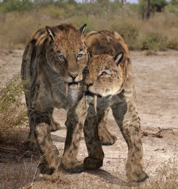 Sabre Tooth Walking With Wikis Fandom
