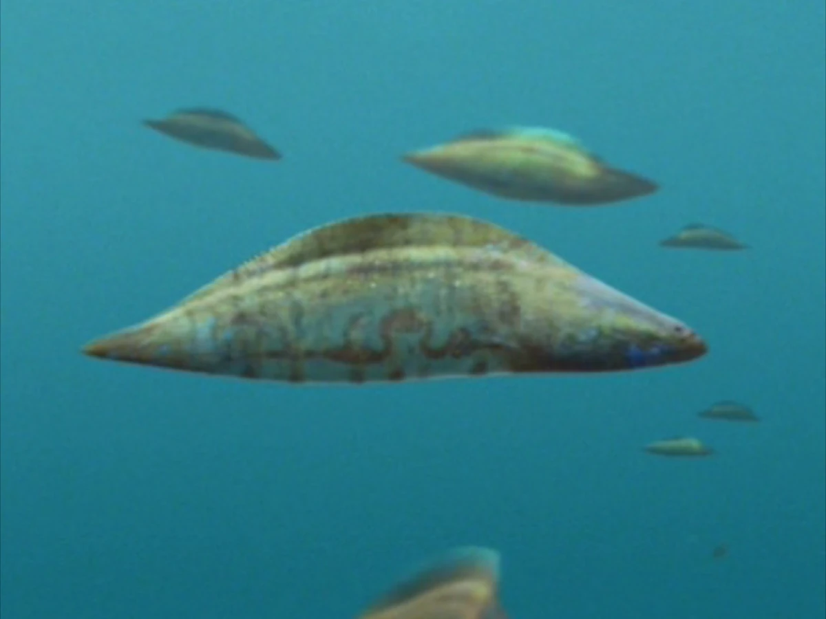 Haikouichthys | Walking With Wikis | Fandom