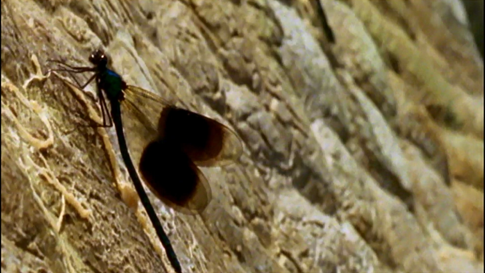 Cretaceous Period Insects