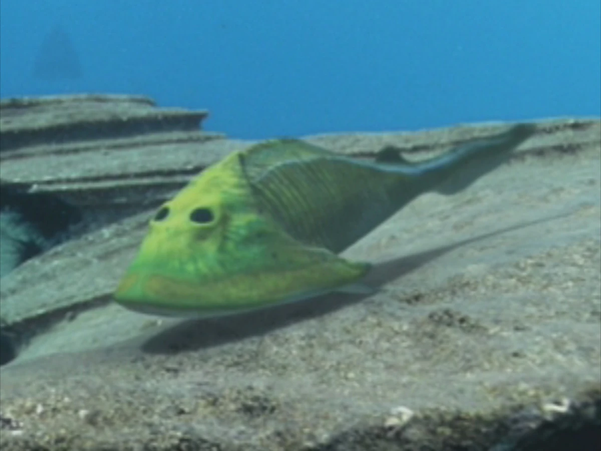 Cephalaspis | Walking With Wikis | Fandom