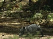 Didelphodon | Walking With Wikis | Fandom