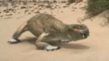 Diictodon | Walking With Wikis | Fandom