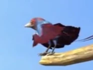 Alexornis | Walking With Wikis | Fandom