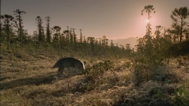 Triassic | Walking With Wikis | Fandom