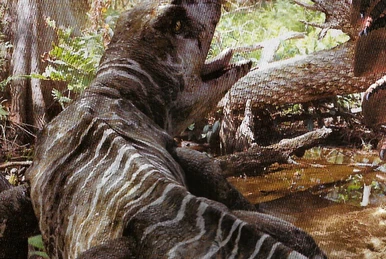 Walking With Monsters Petrolacosaurus