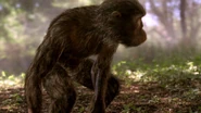Australopithecus afarensis | Walking With Wikis | Fandom