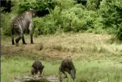 Walking With Beasts Ancylotherium