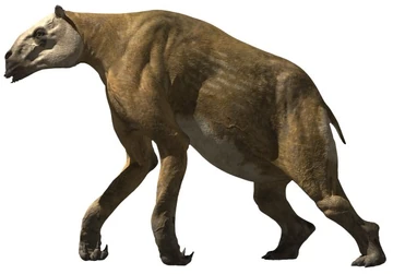 chalicotherium relatives