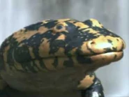 Hynerpeton | Walking With Wikis | Fandom