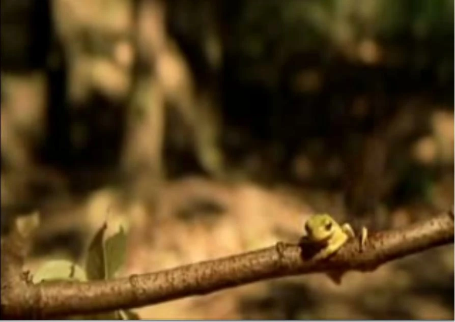 Tree frog | Walking With Wikis | Fandom