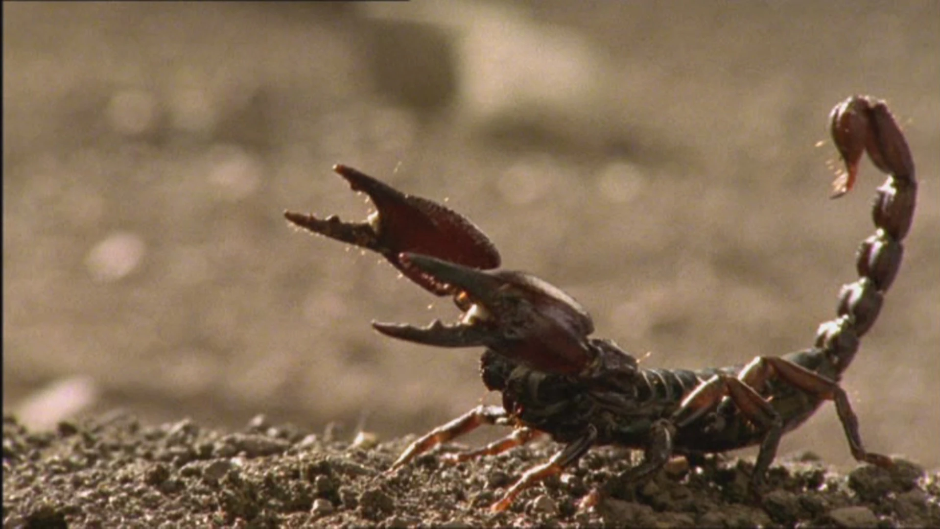 Brontoscorpio Walking With Monsters