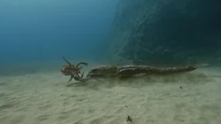 brontoscorpio length