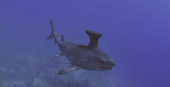 Stethacanthus | Walking With Wikis | Fandom