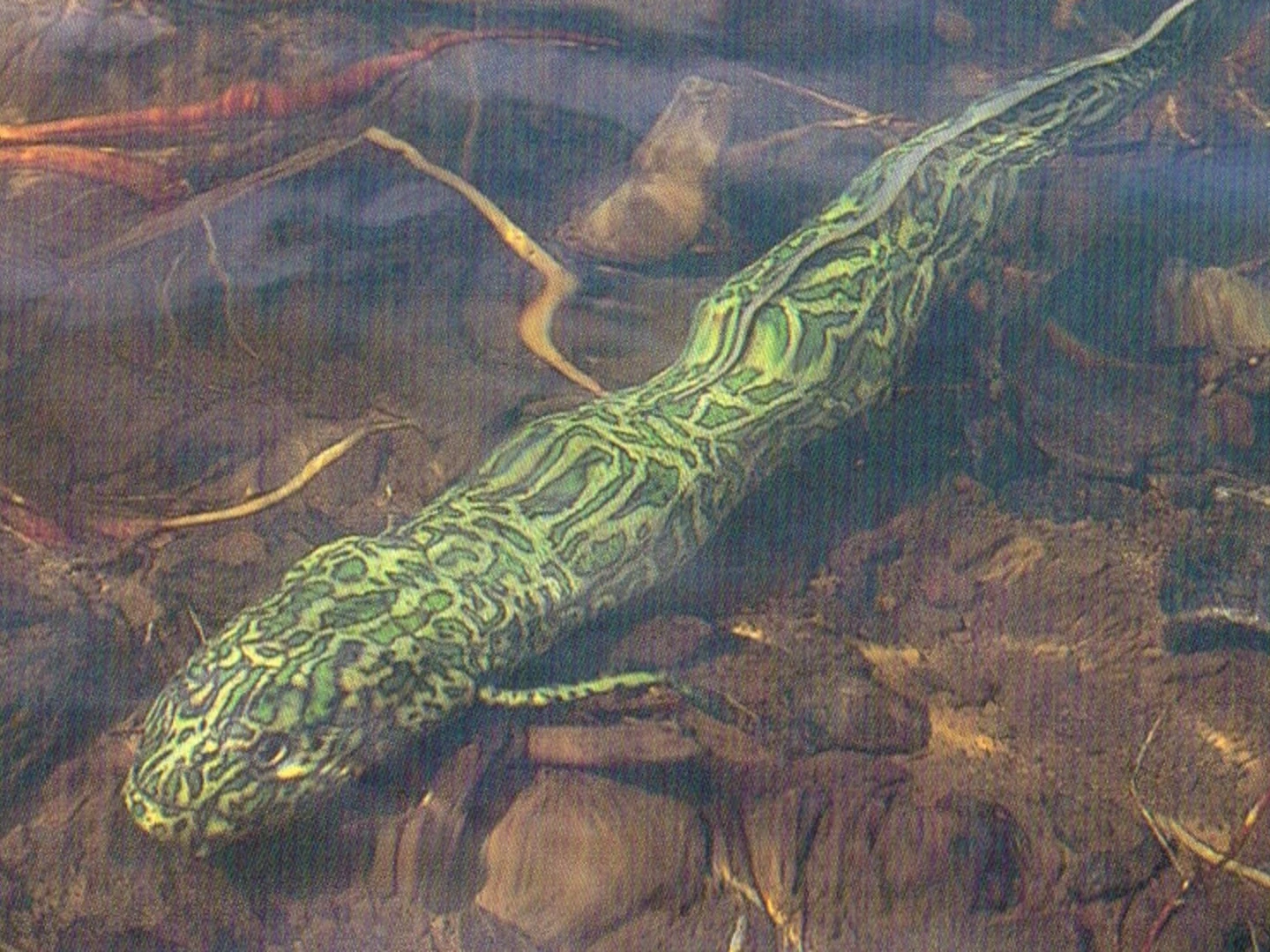 Devonian Lungfish