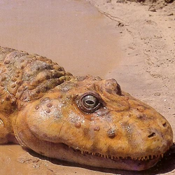 Walking With Monsters Chasmatosaurus