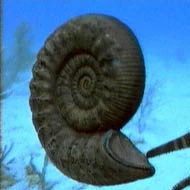 Ammonite | Walking With Wikis | Fandom