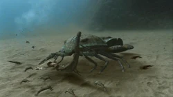 Walking With Monsters Pterygotus