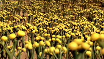 Cooksonia | Walking With Wikis | Fandom