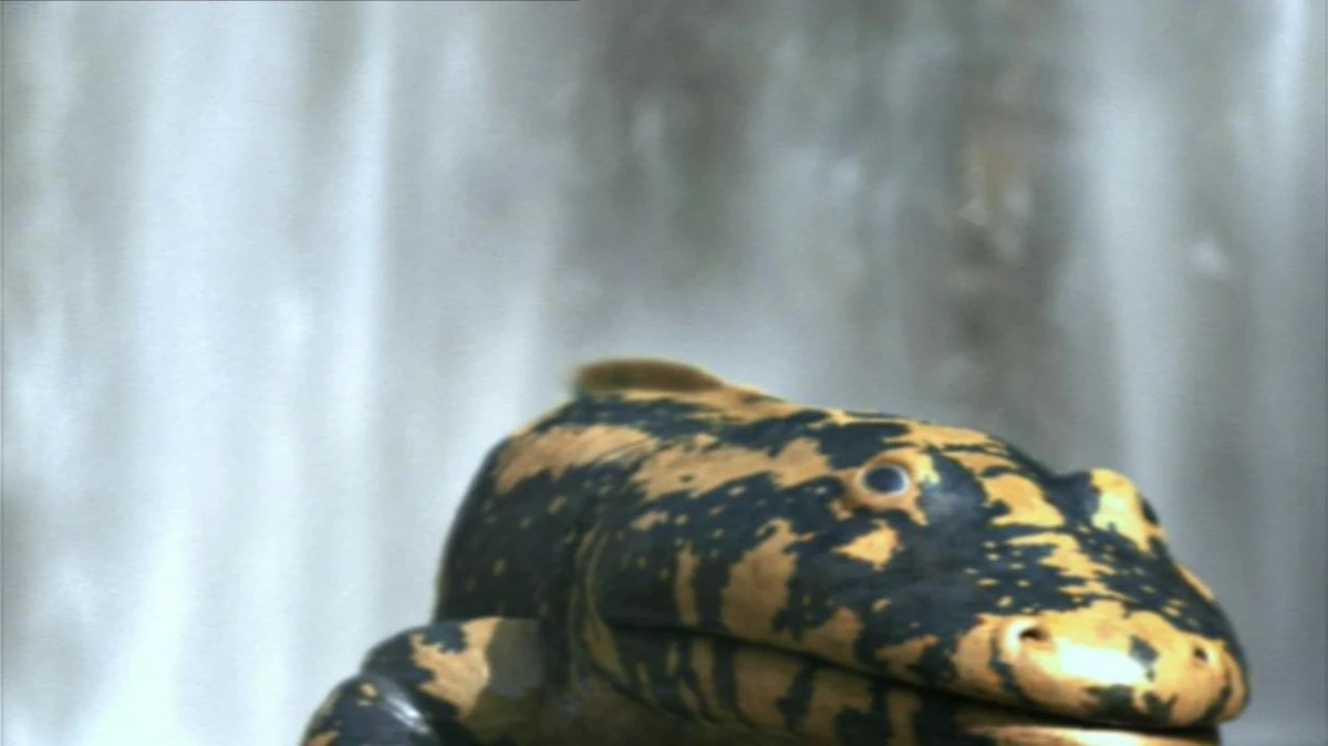 Amphibian | Walking With Wikis | Fandom