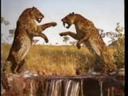 Smilodon | Walking With Wikis | Fandom