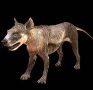 Cynodictis | Walking With Wikis | Fandom