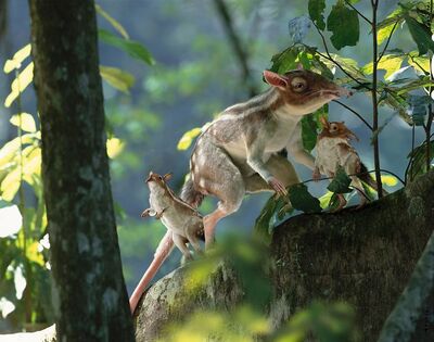 Leptictidium | Walking with Dinosaurs Wiki | Fandom