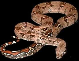 Red-tailed Boa | Walking with Dinosaurs Wiki | Fandom