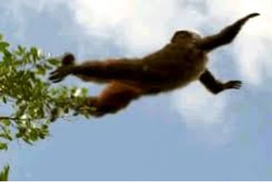 Walking With Beasts Apidium