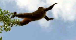 Apidium | Walking with Dinosaurs Wiki | Fandom