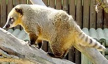 South American Coati | Walking with Dinosaurs Wiki | Fandom