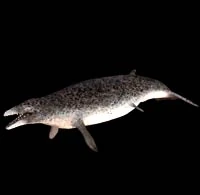 Dorudon | Walking with Dinosaurs Wiki | Fandom