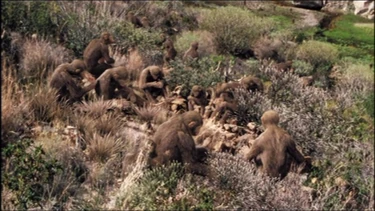 Australopithecus | Walking with Dinosaurs Wiki | Fandom