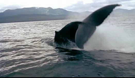 Basilosaurus | Walking with Dinosaurs Wiki | Fandom