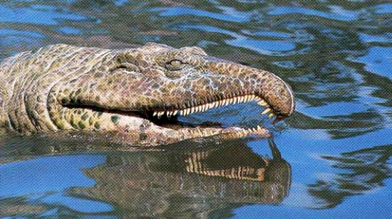 Walking with... Wiki:Workshop/Proterosuchus | Walking with... Wiki | Fandom