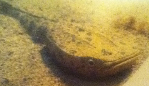 Astraspis | Walking with... Wiki | Fandom