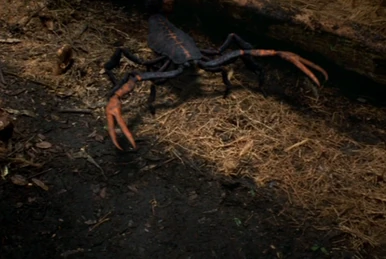 Pulmonoscorpius Size