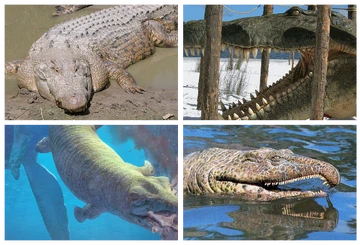 Crocodilia | Walking with... Wiki | Fandom