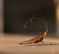 Hal | Wall-e Wikia | Fandom