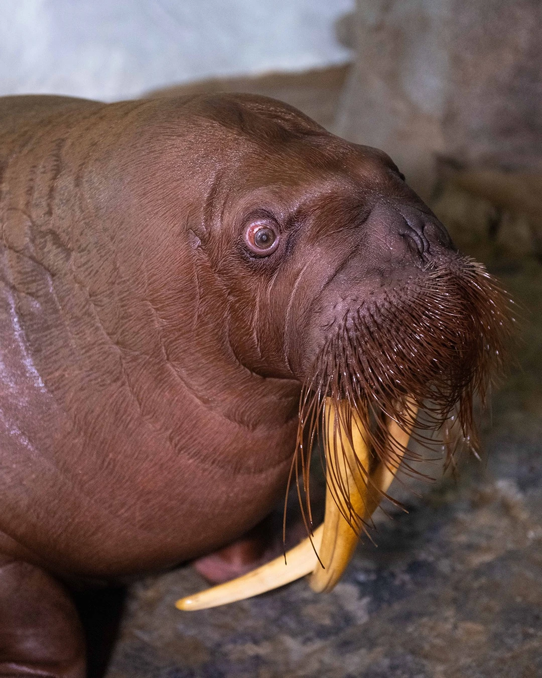 Kaboodle | Walrus World Wiki | Fandom