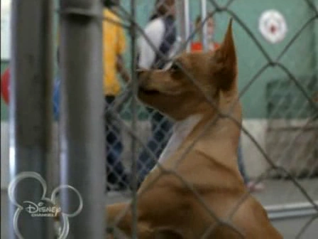 Rufus (Life Is Ruff) | The Walt Disney Wiki | Fandom