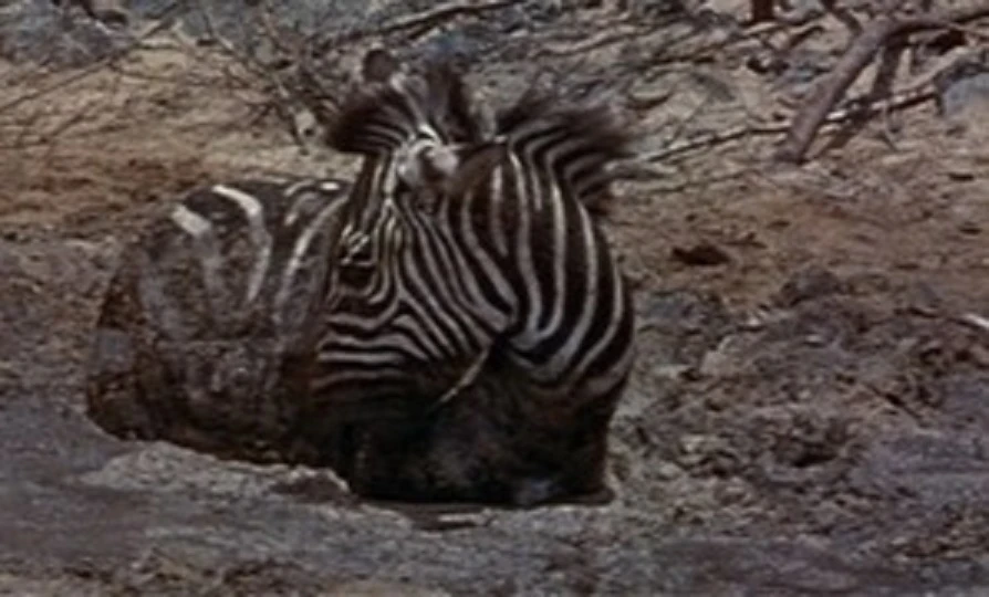 Duchess (Swiss Family Robinson) | The Walt Disney Wiki | Fandom