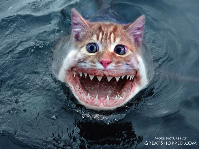 Catshark | Walter Wiki | Fandom