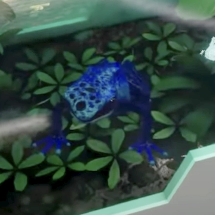 Toad (animal) | Wanderer Wiki | Fandom