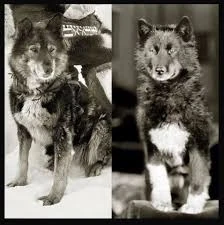 Togo and Balto | War in our Multiverse Wiki | Fandom