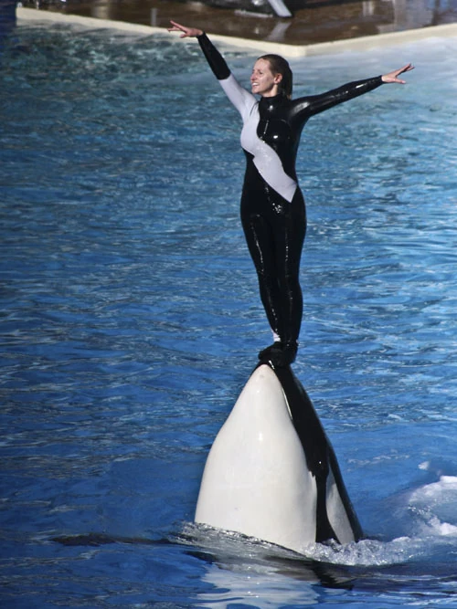 Dawn Brancheau's SeaWorld Training Suit | Warehouse 13 Artifact ...