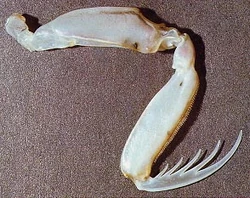 Cleaving Mantis Shrimp Claw | Warehouse 13 Artifact Database Wiki | Fandom