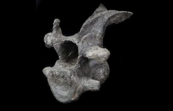 Dong Zhiming's Vertebra Fossil | Warehouse 13 Artifact Database Wiki ...