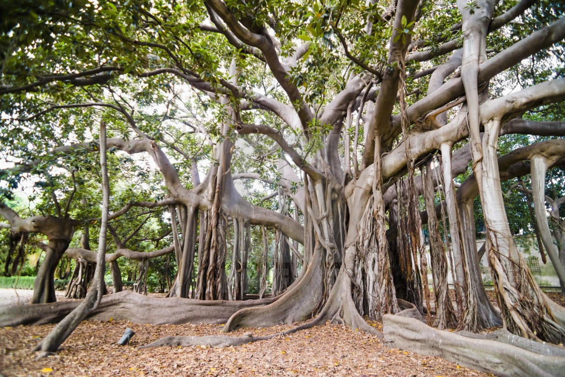 Buddha's Bodhi Tree | Warehouse 13 Artifact Database Wiki | Fandom