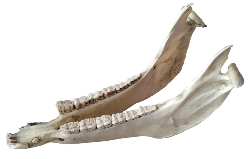 Samson's Jawbone | Warehouse 13 Artifact Database Wiki | Fandom